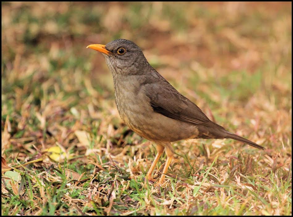 The Karoo Thrush - Matjiesfontein